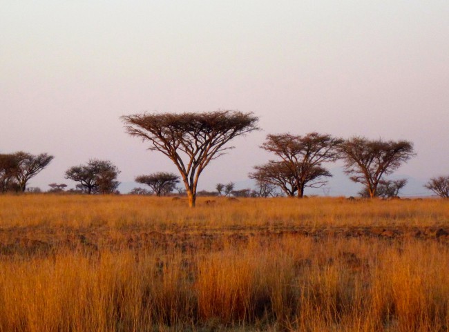 South African Safari - Luxury Livvy