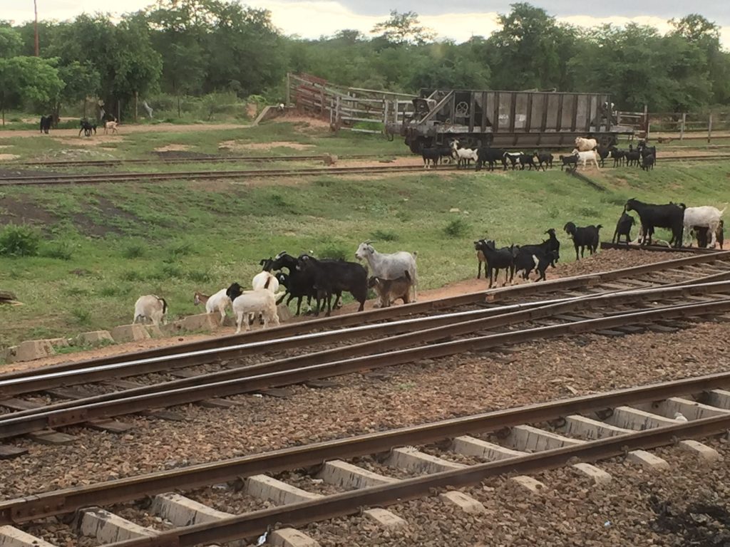 All aboard the Shongololo Express luxury train - Luxury Livvy